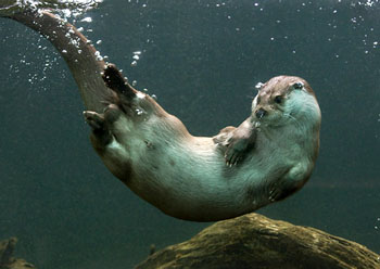 鼬科 Mustelidae 蓝色动物学